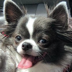 Amastery Font Duo + Extras (24277)