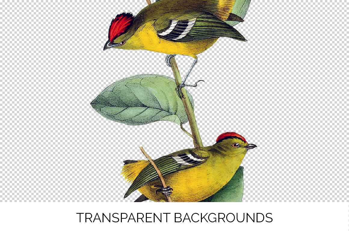 Bird Clipart Vintage Manakin (118495) | Illustrations | Design Bundles