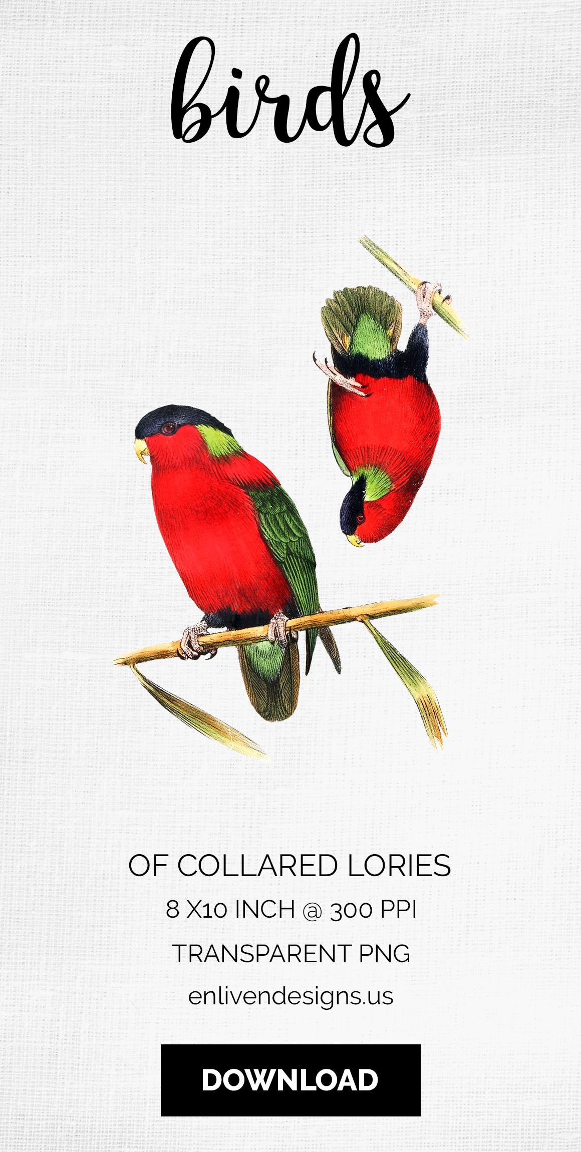 Parrot Collared Lories Parrot (119740) | Illustrations | Design Bundles