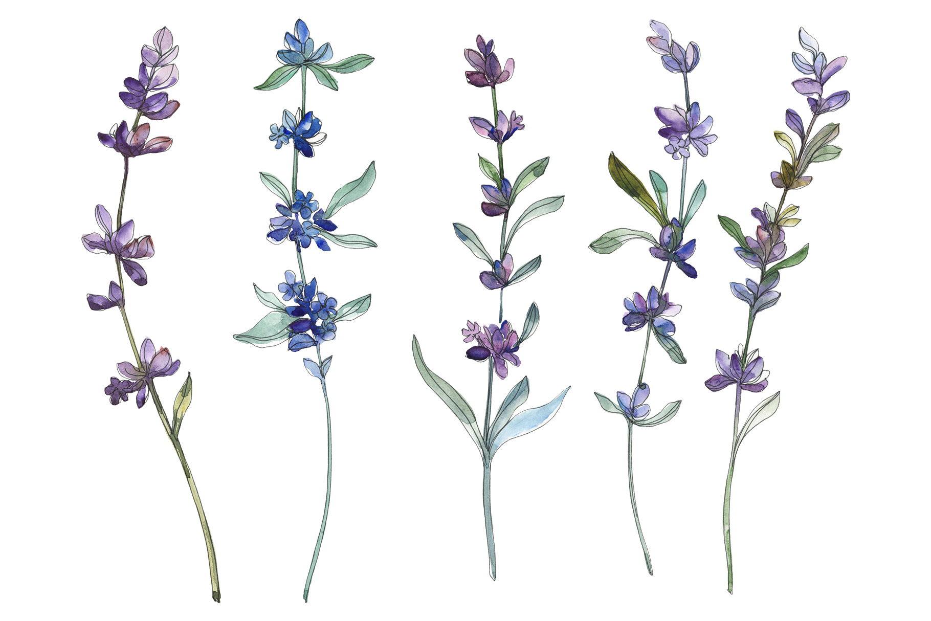 Lavender Watercolor png