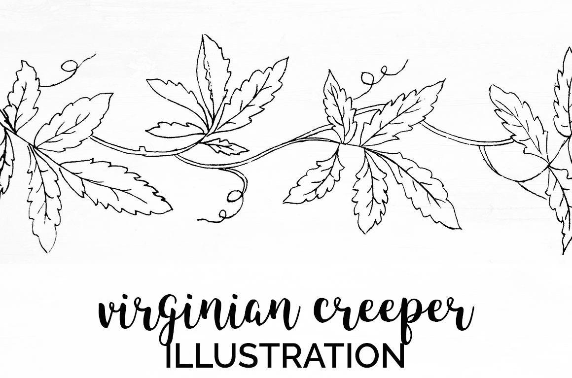 Leaf - Vintage Line Drawing Leaves Virginian Creeper