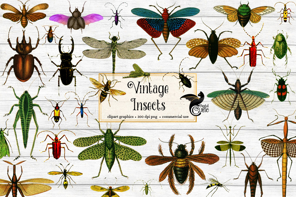 Vintage Insects Clipart
