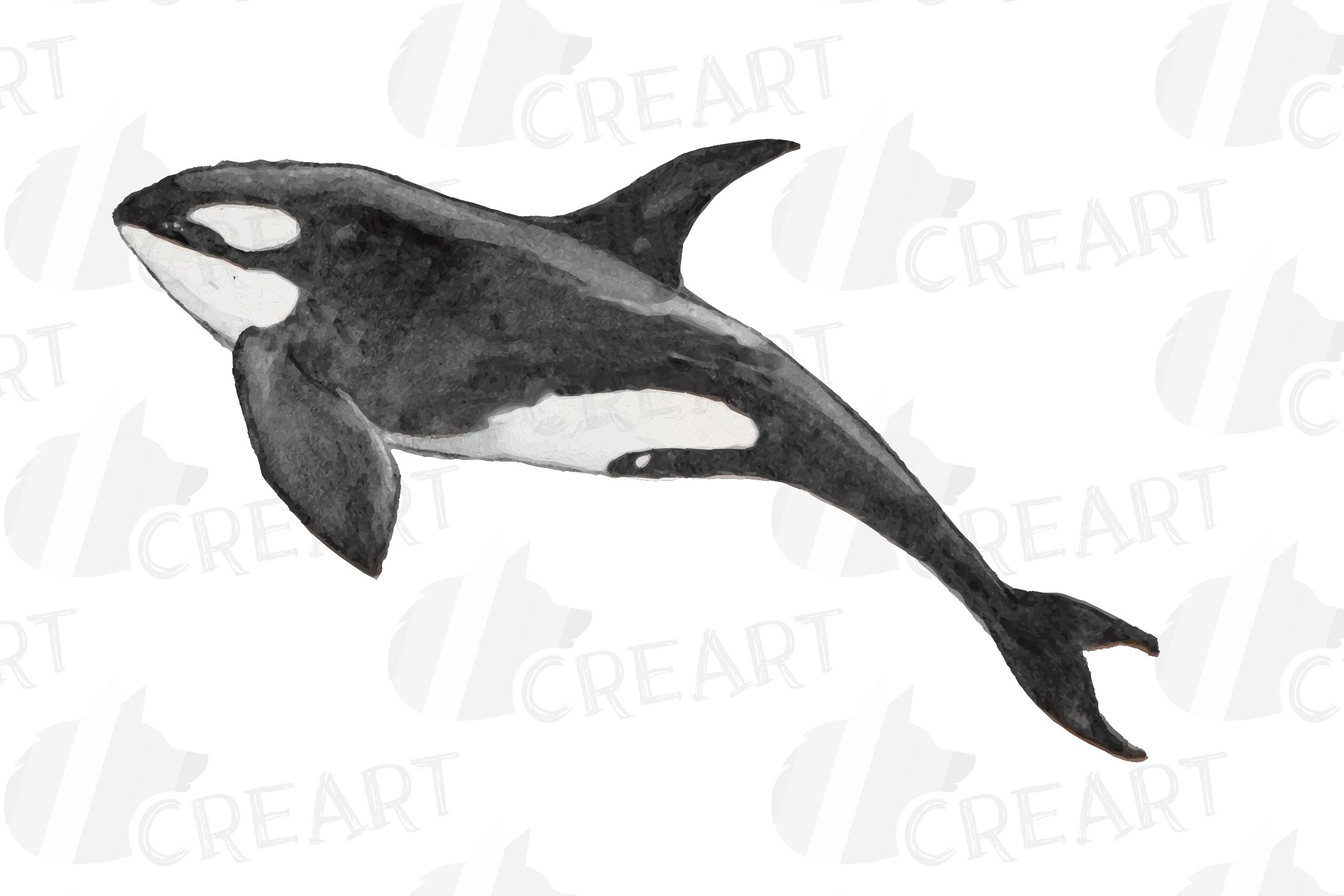 Orca family watercolor clip art pack, killer whales decor (217294 ...