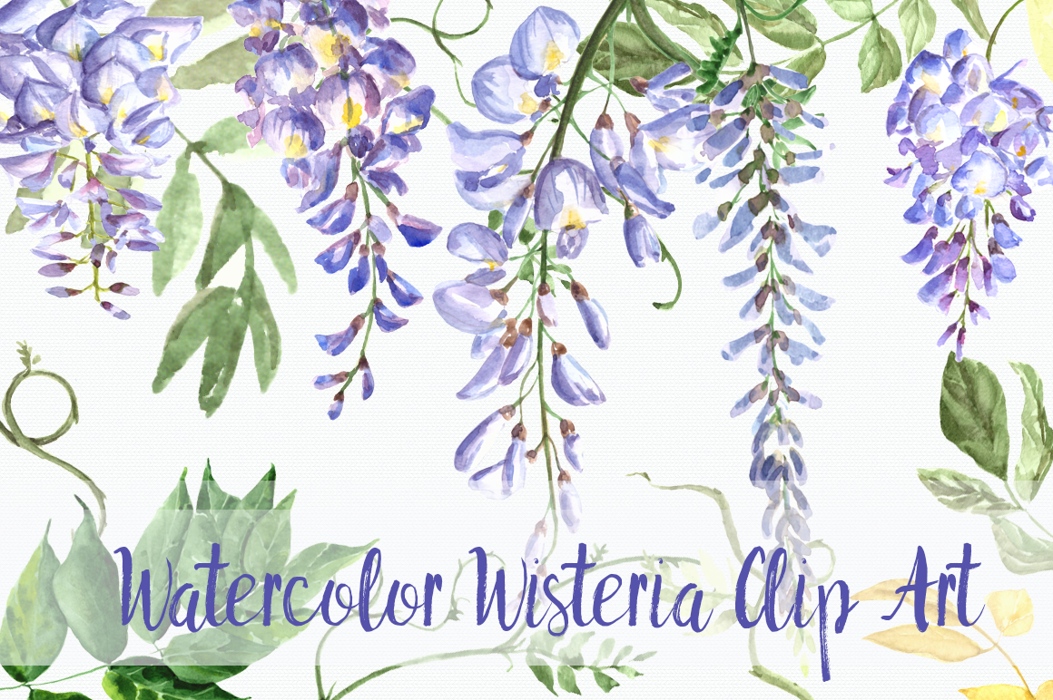 Watercolor Wisteria Clip Art Set (77167) | Illustrations | Design Bundles