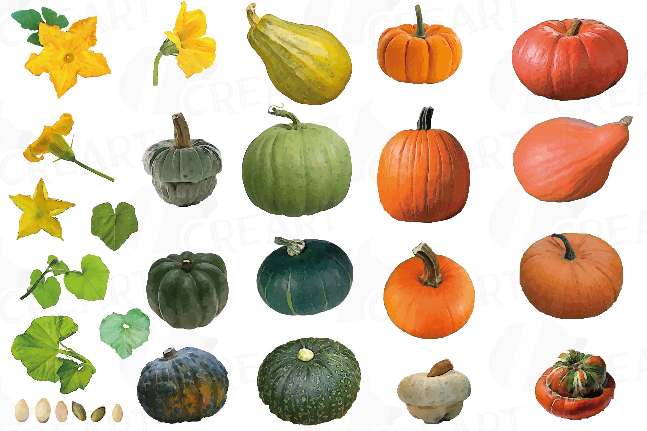 Watercolor pumpkin clip art pack, Pumpkin plant and flowers