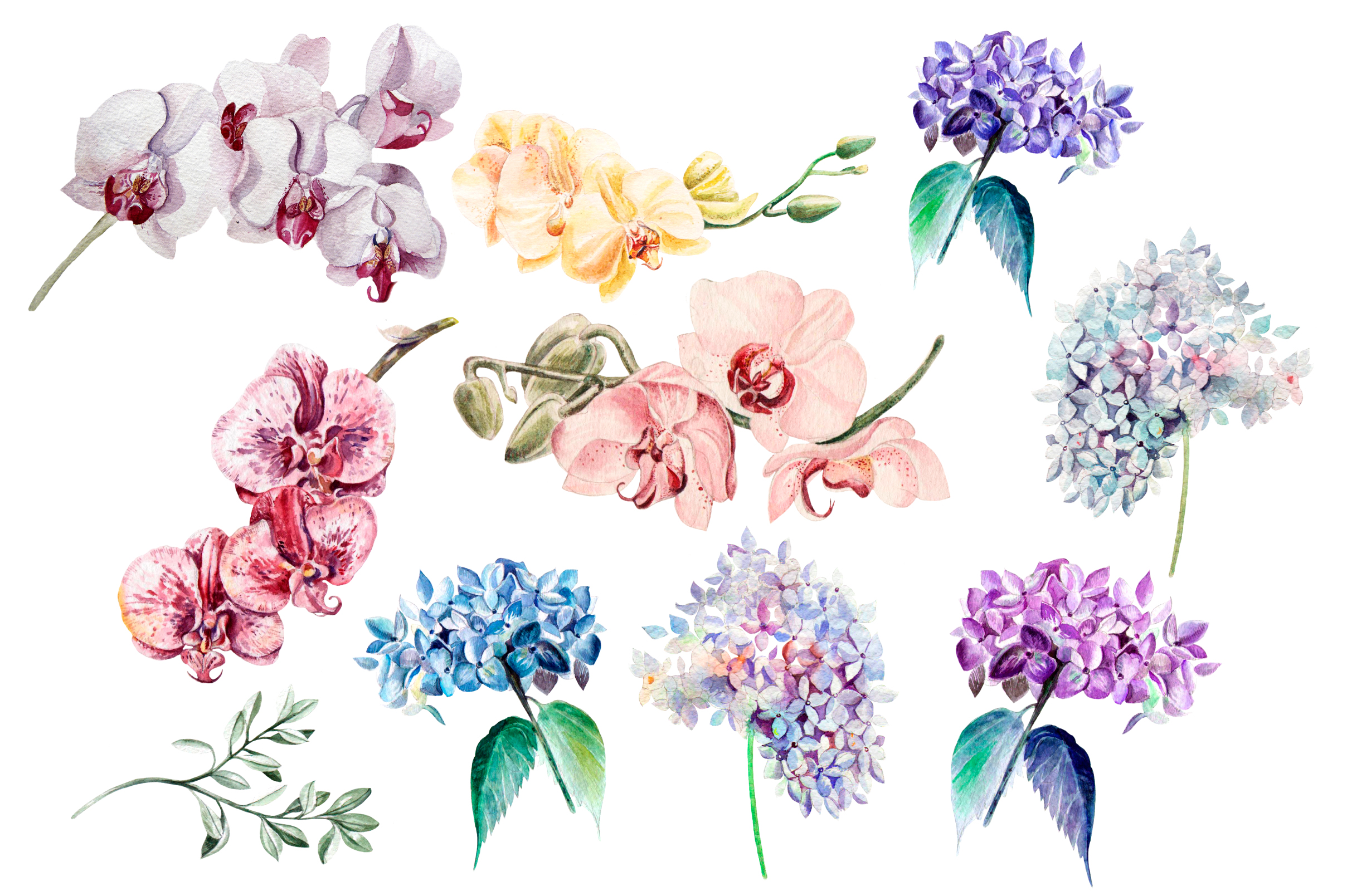 Hand Drawn Watercolor Bundle FLOWERS