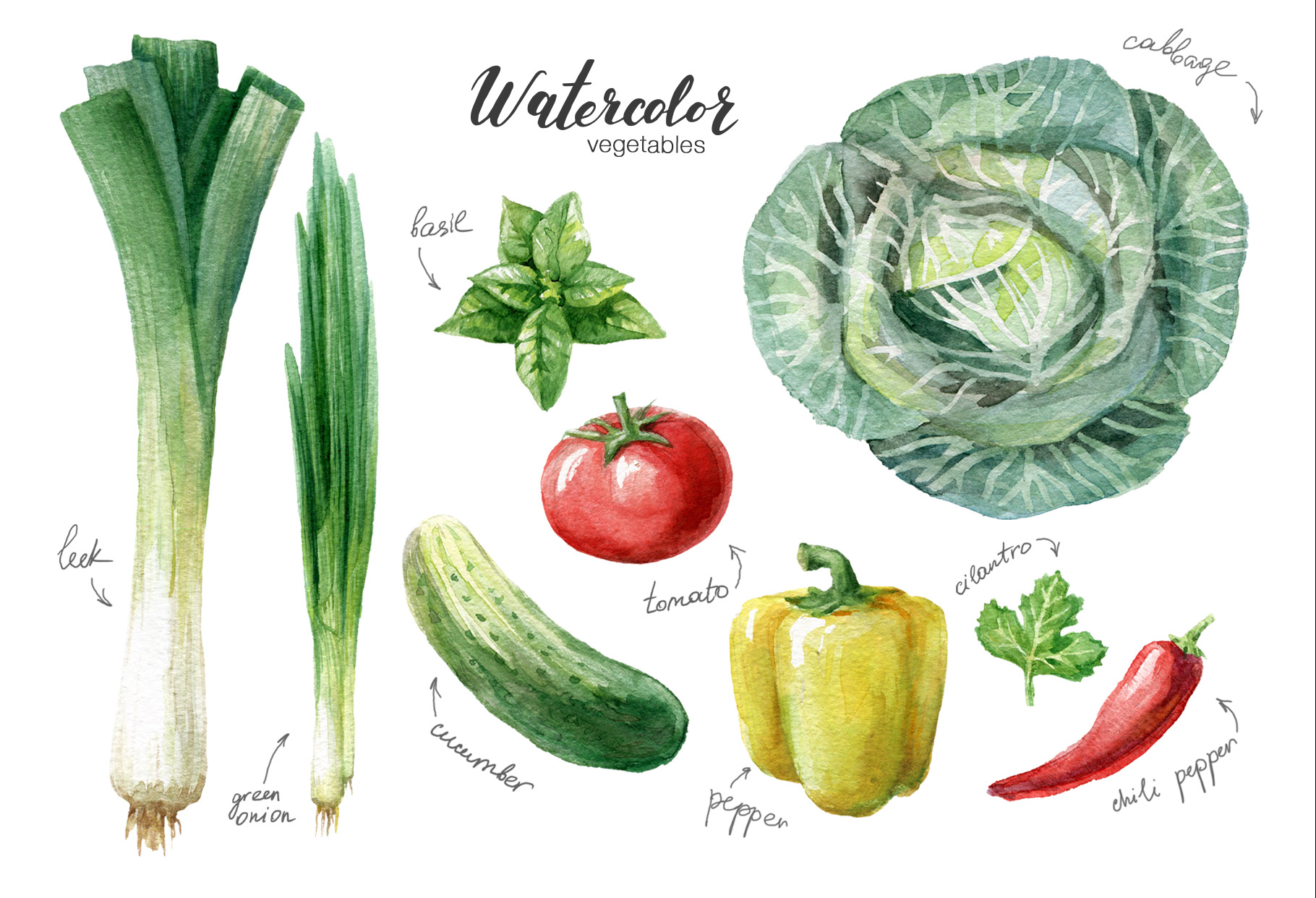 Watercolor vegetables and greens (310433) | Illustrations | Design Bundles