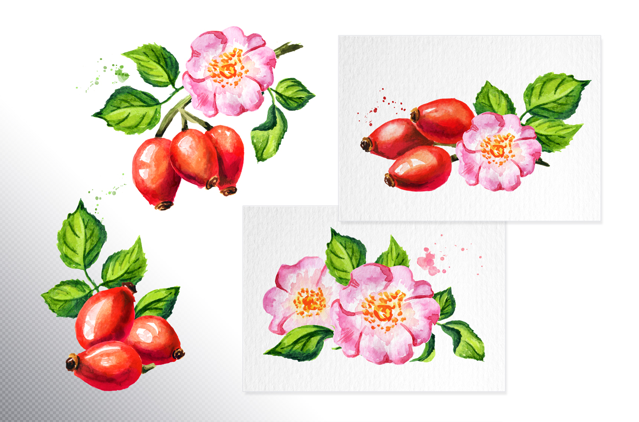 Rosehip. Watercolor collection