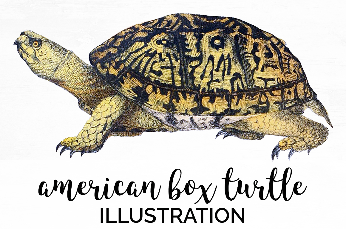 Turtle Clipart Vintage (119760) | Illustrations | Design Bundles