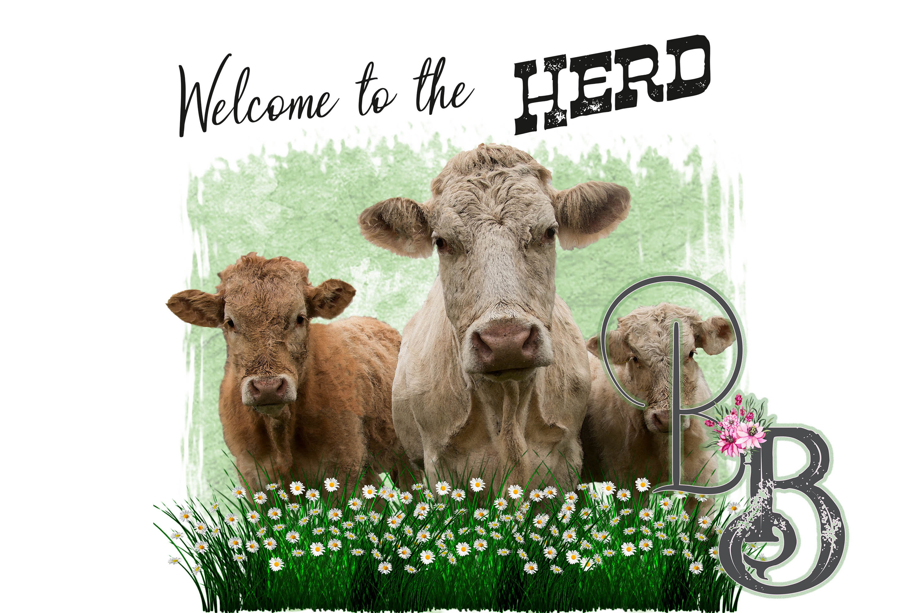 Welcome to the Herd Heifers in the Pasture PNG
