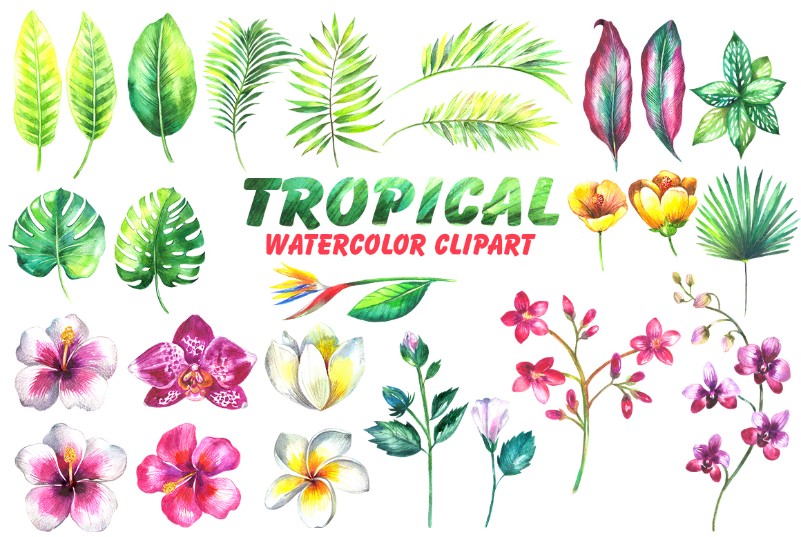 Tropical watercolor clipart