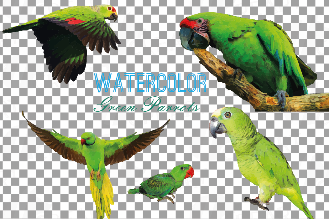Watercolor Parrots clip art collection, green parrots vector (110039 ...