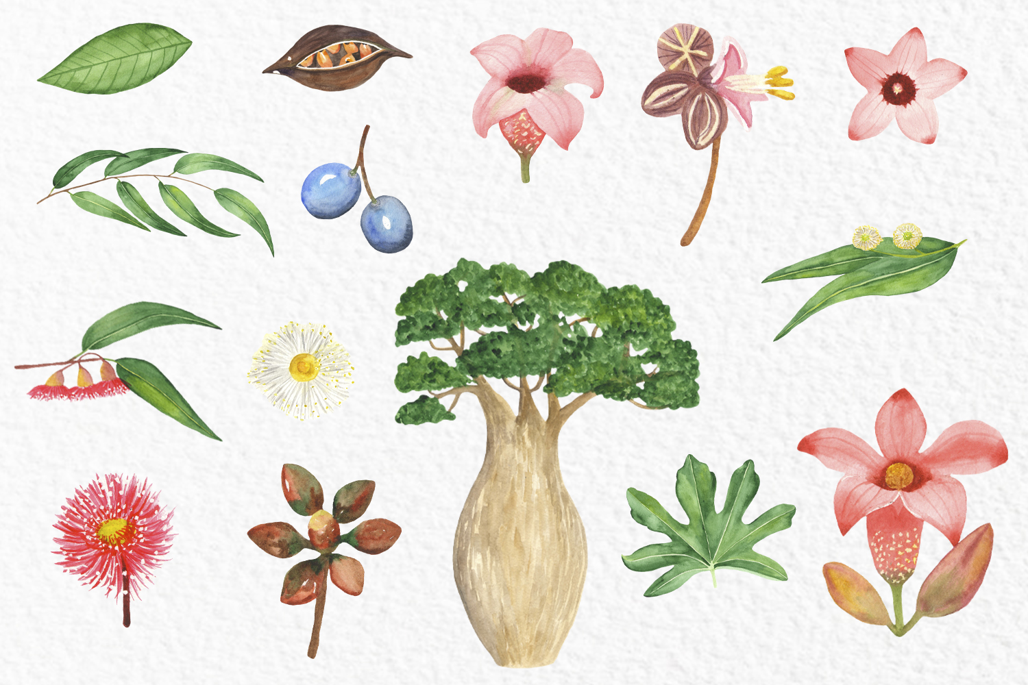 Australian animals and plants watercolor clipart