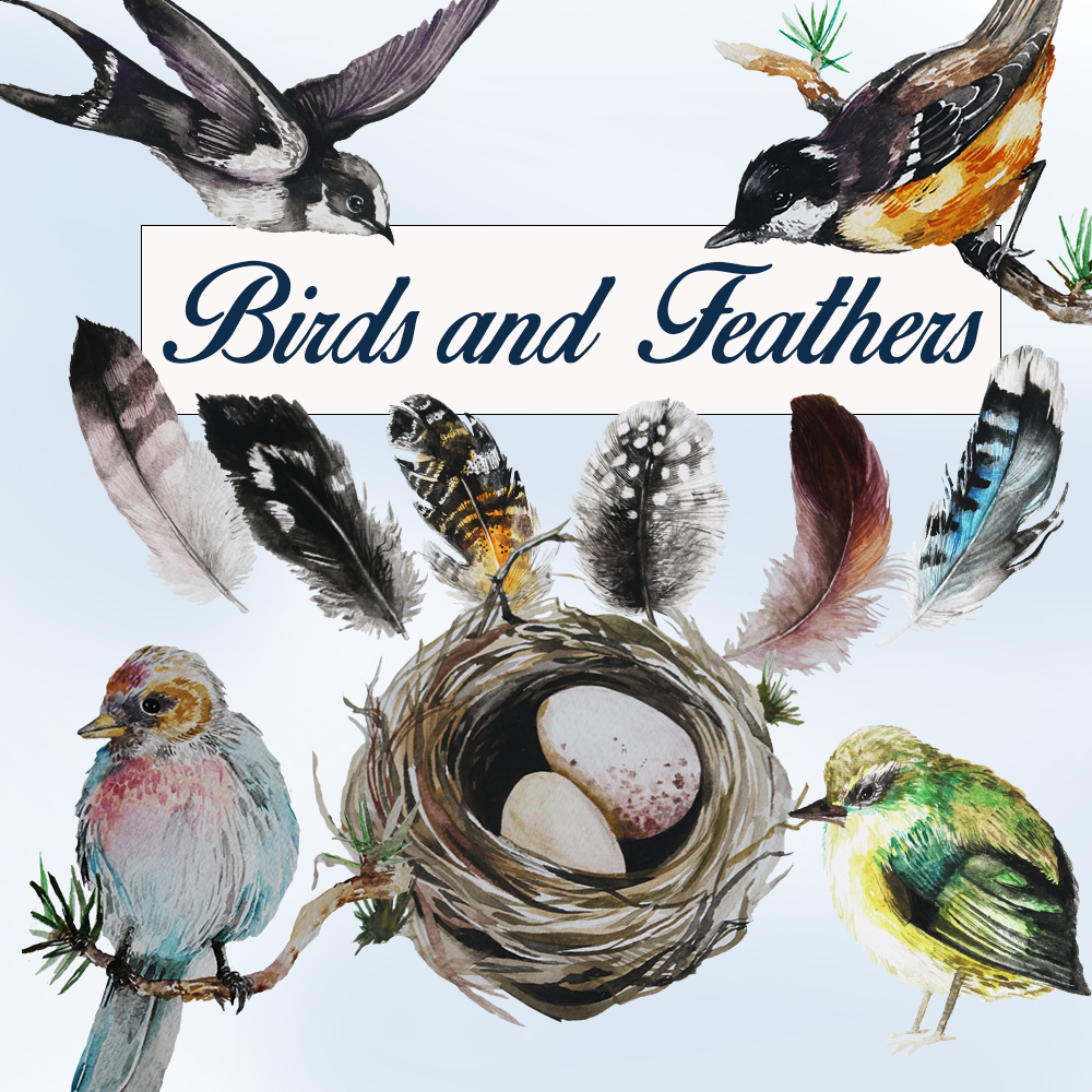 Birds And Feathers Hand Painted Watercolor Clip Art Set