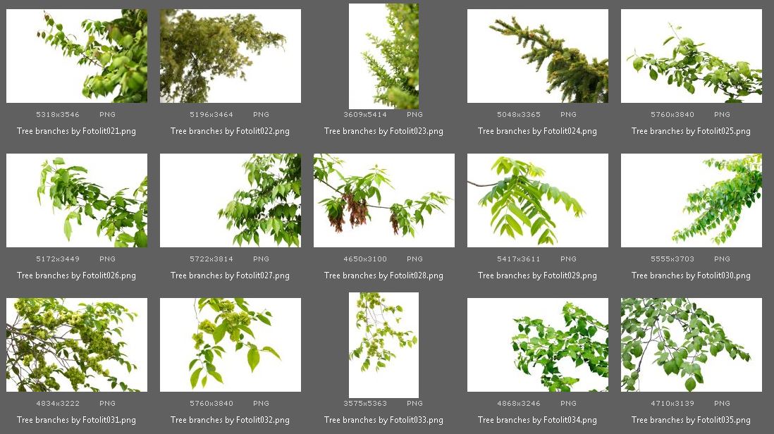 50 Tree Branch Photo Overlays