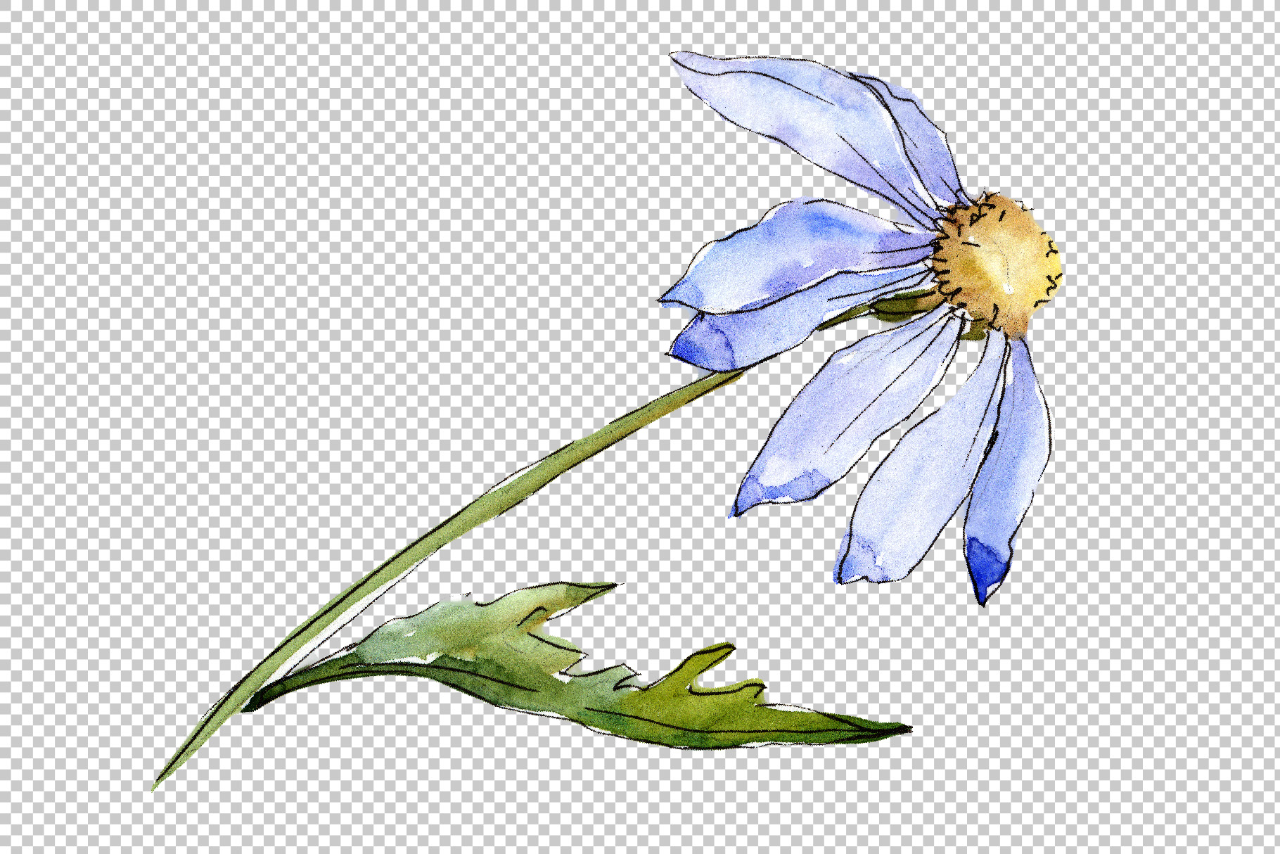 Blue daisy PNG watercolor flower set