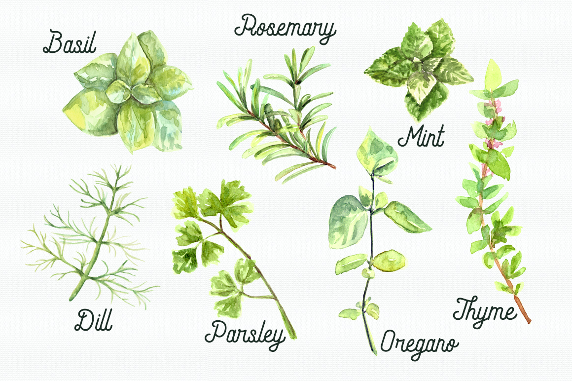 Watercolor Herbs Clip Art Set