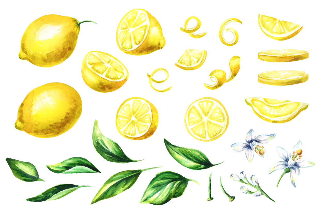Fresh Lemon. Watercolor collection