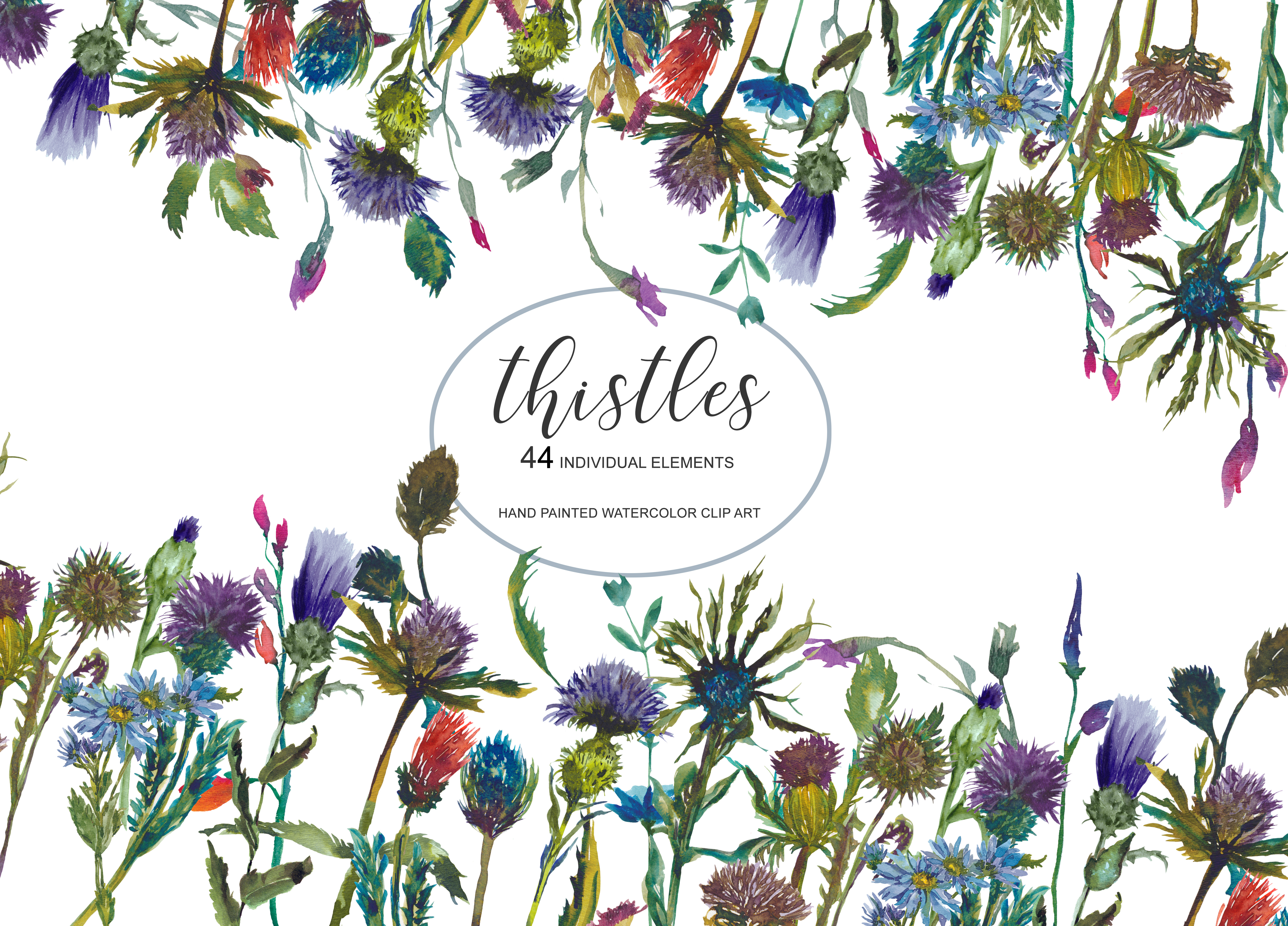 Hand Painted Watercolor Thistle Clip Art Separate Elements