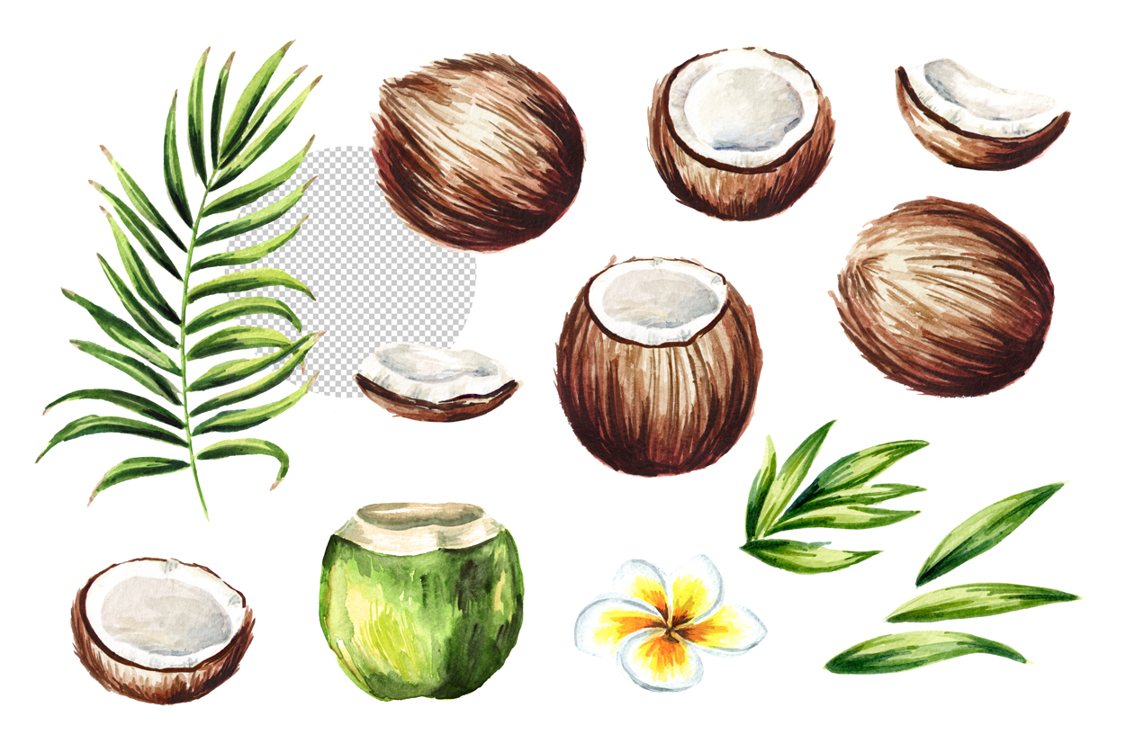 Coconut. Watercolor collection (132735) | Illustrations | Design Bundles