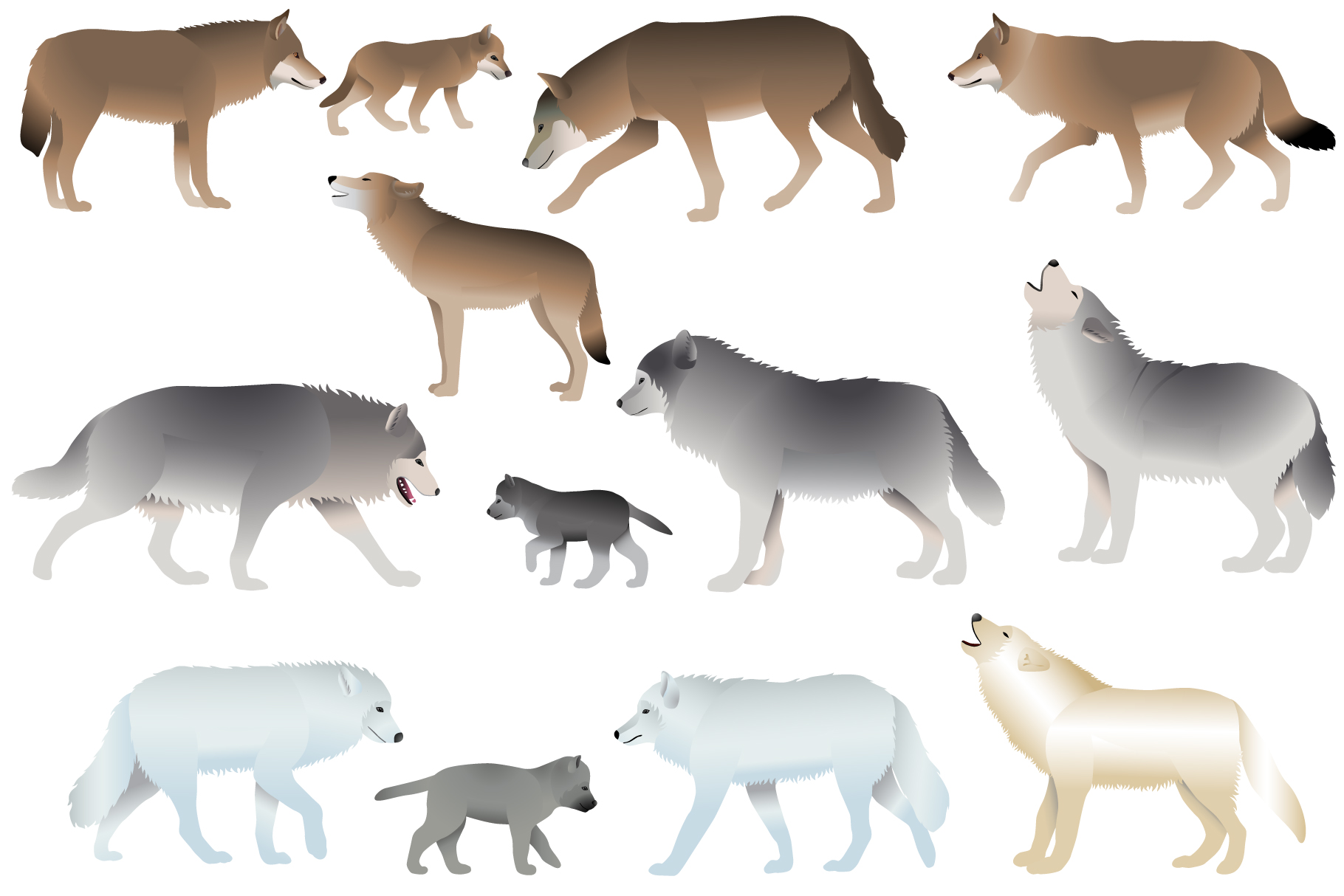 Wolves and wolf-cubs