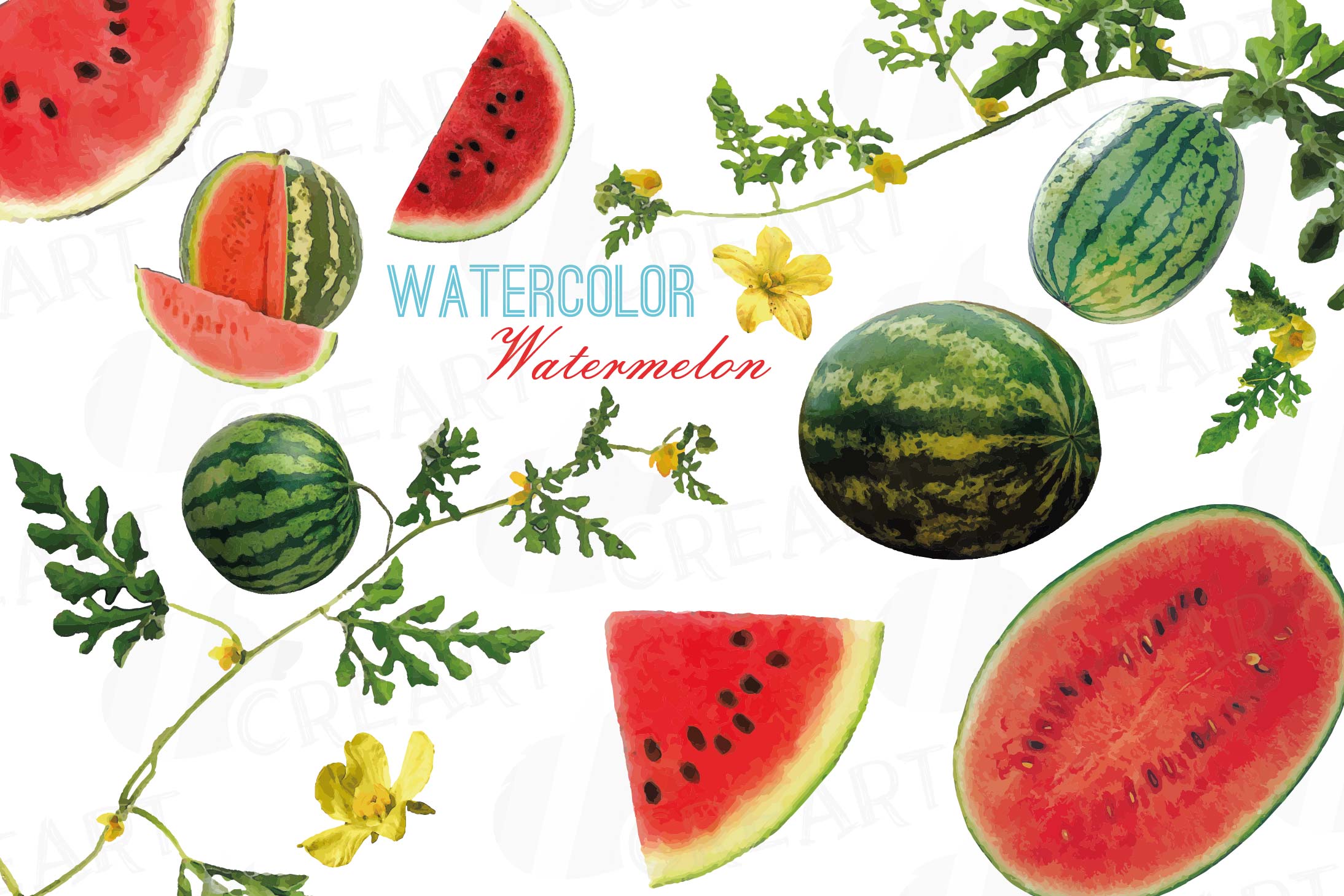 Watercolor watermelon clip art pack, watermelon plant&flower (112802 ...