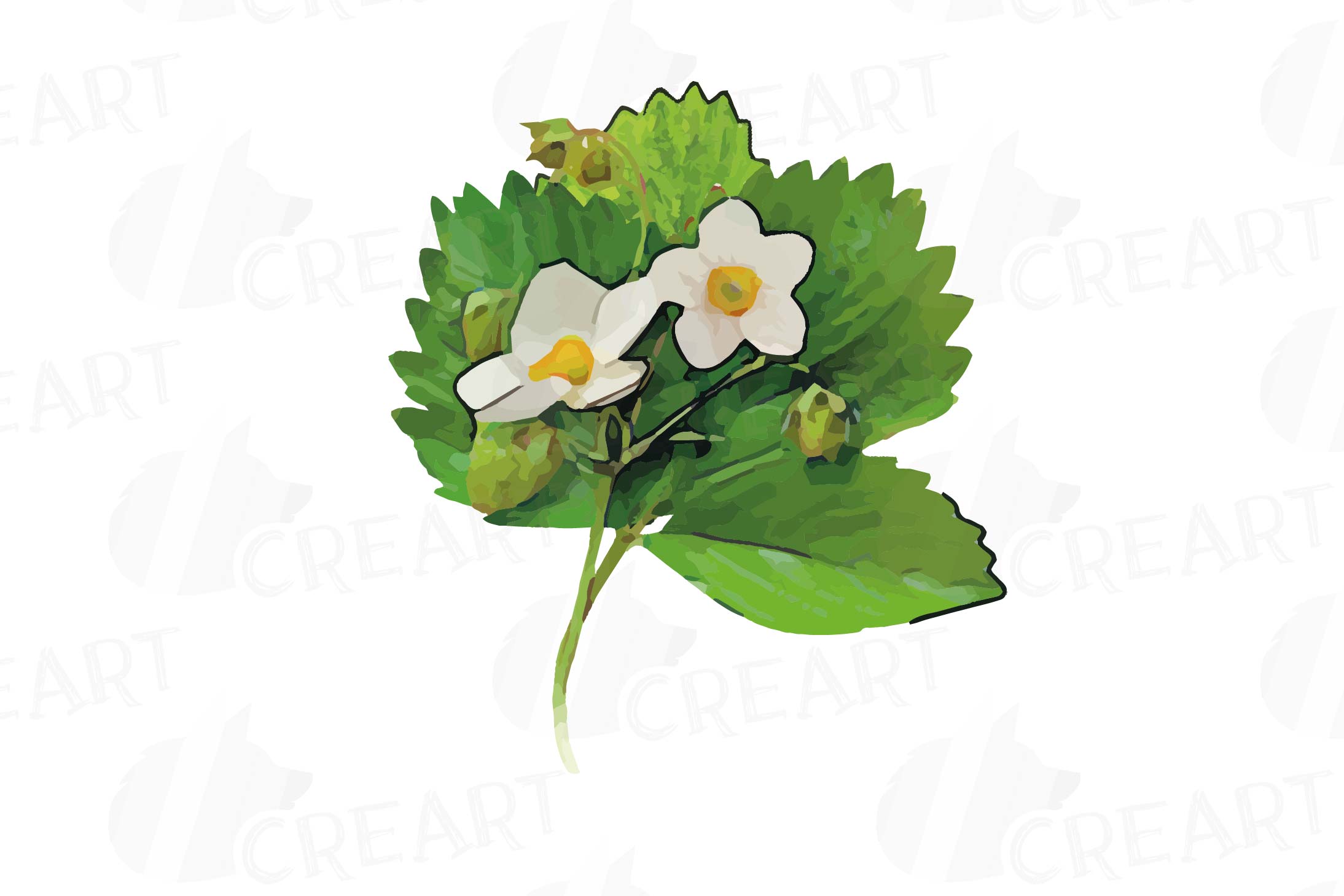 Watercolor Strawberries clip art pack, strawberry flowers (105271 ...