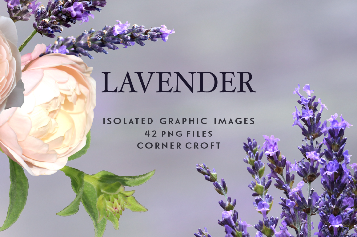 Lavender clipart, isolated lavender graphic