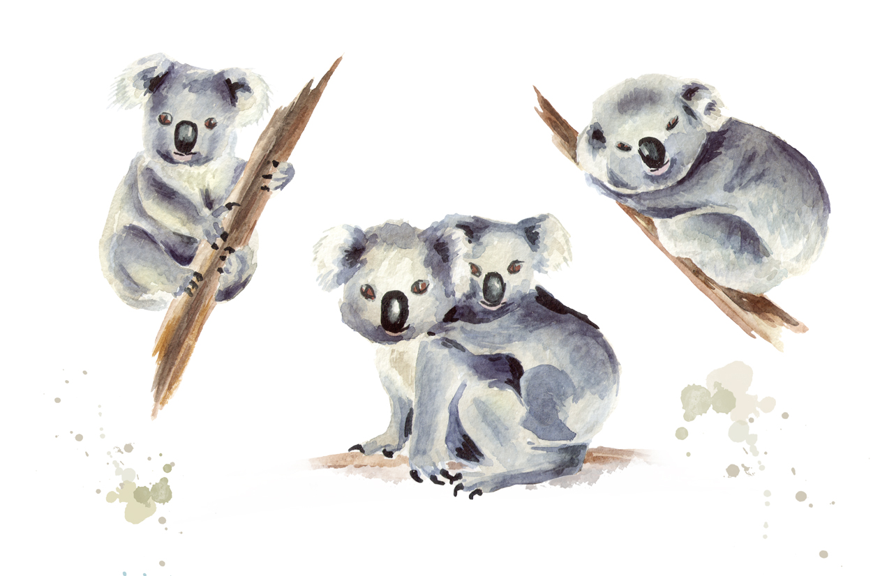 Koala. Watercolor collection (132678) | Illustrations | Design Bundles