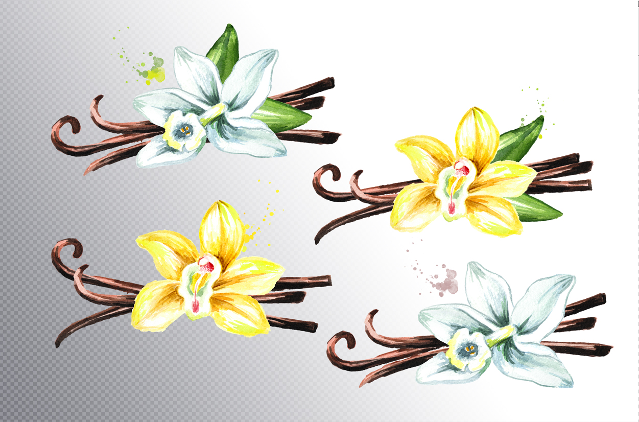 Vanilla. Watercolor collection (162411) | Illustrations | Design Bundles