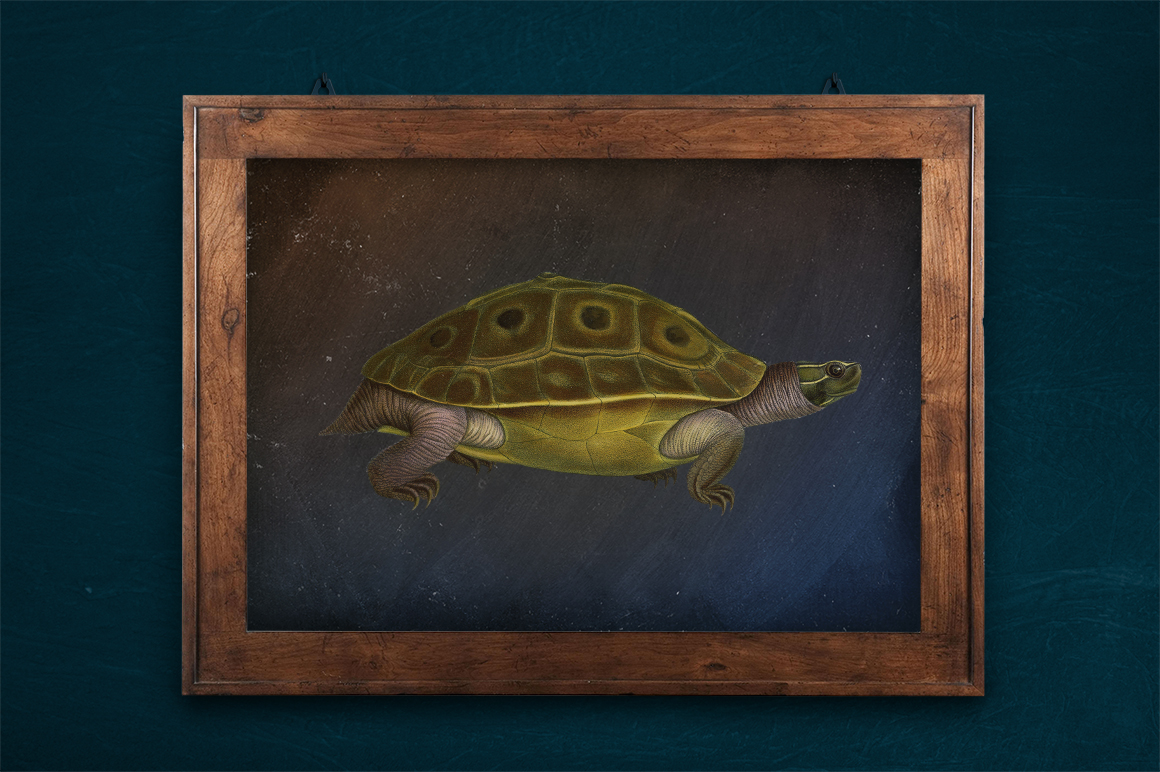 Turtle Clipart Vintage (119745) | Illustrations | Design Bundles