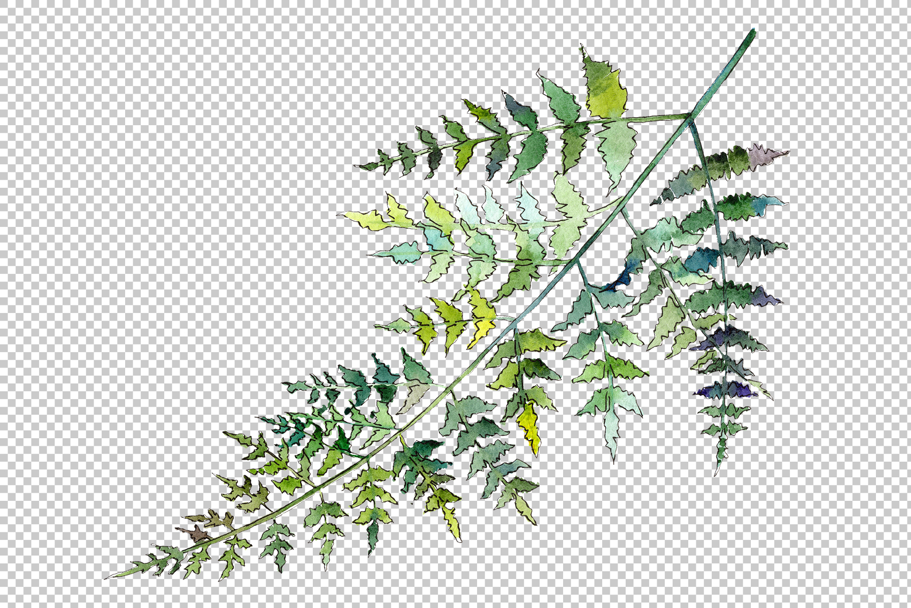 Fern plant watercolor png