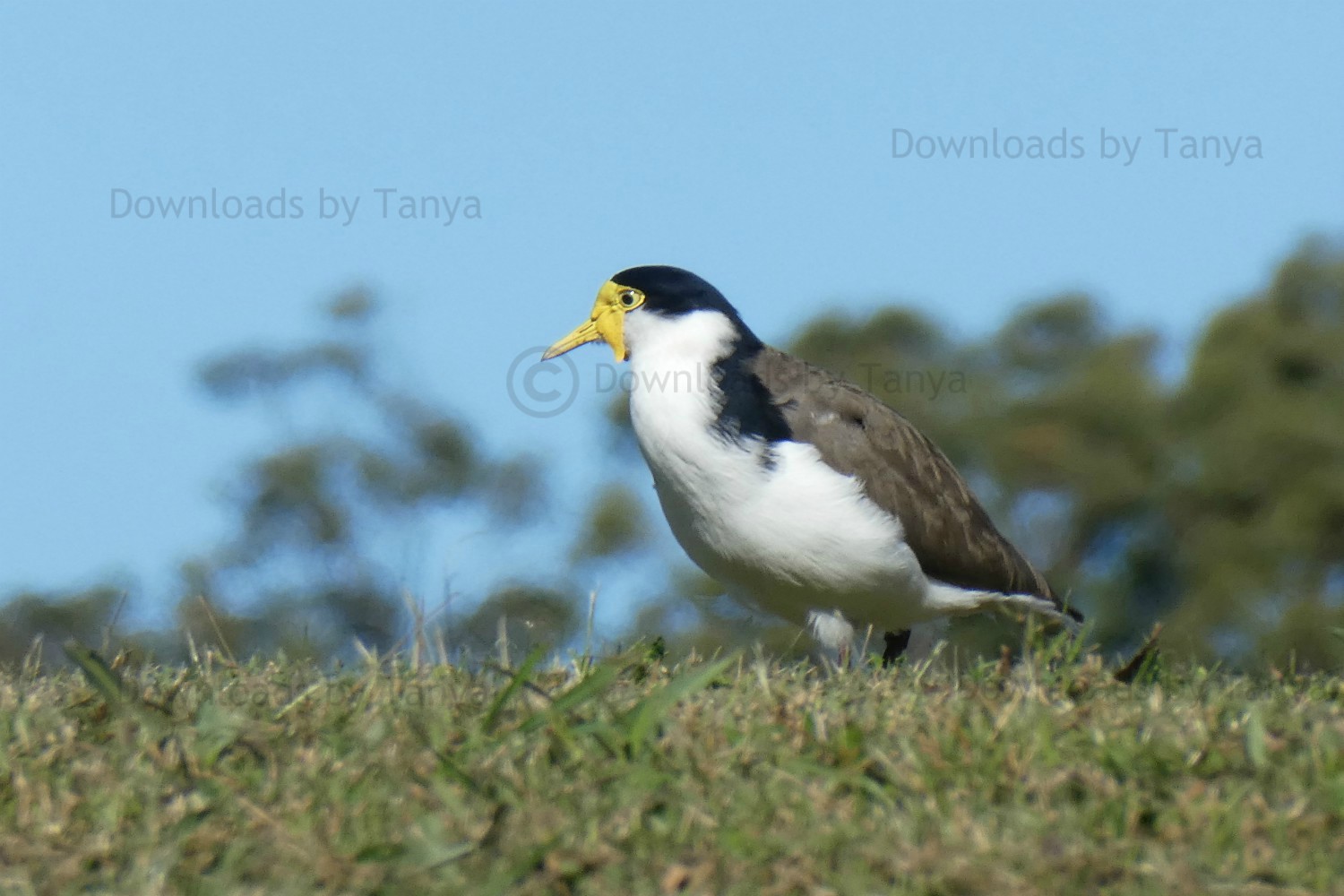 Masked lapwing plover bird photo
