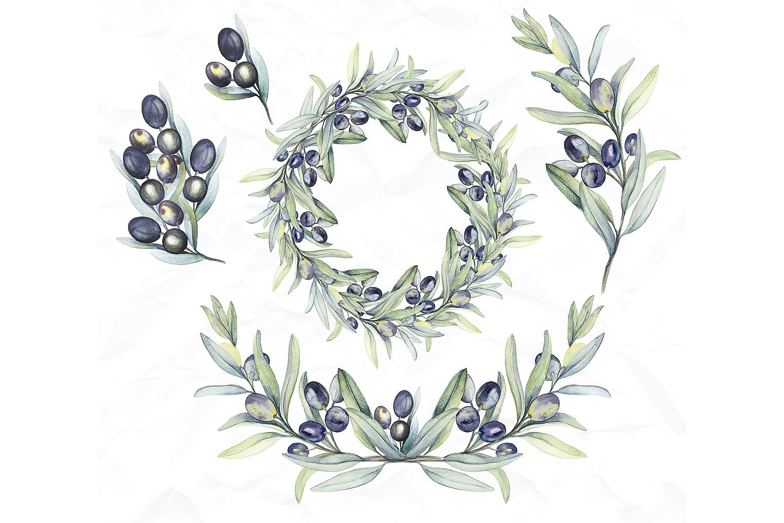 Watercolor Botanic Olive Branch (14271) | Illustrations | Design Bundles