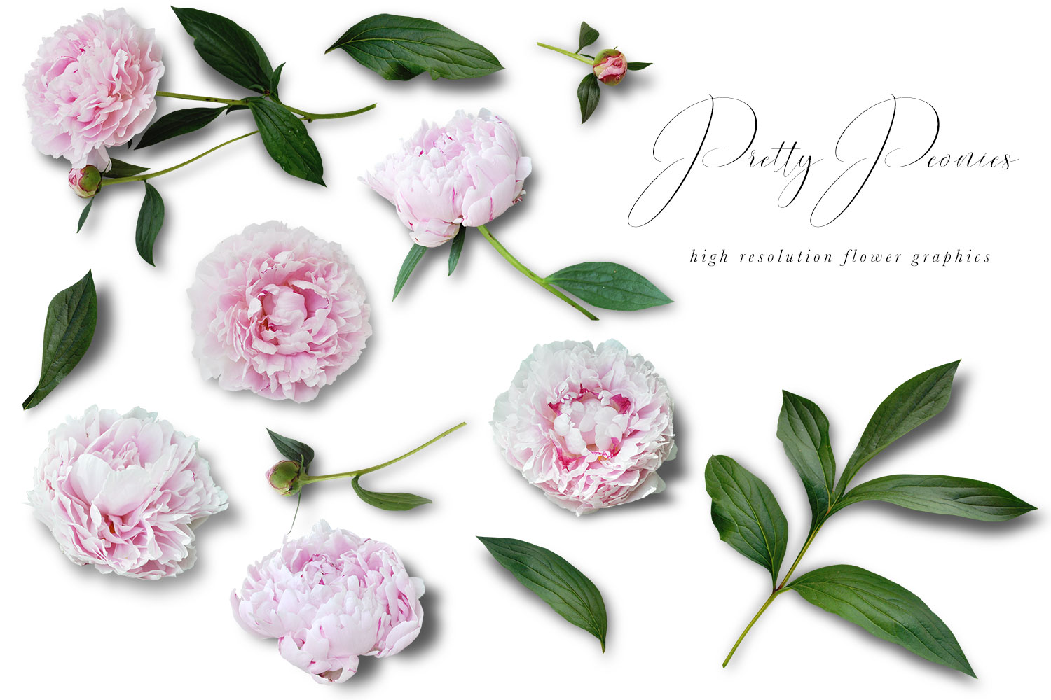Pretty Peonies Graphics