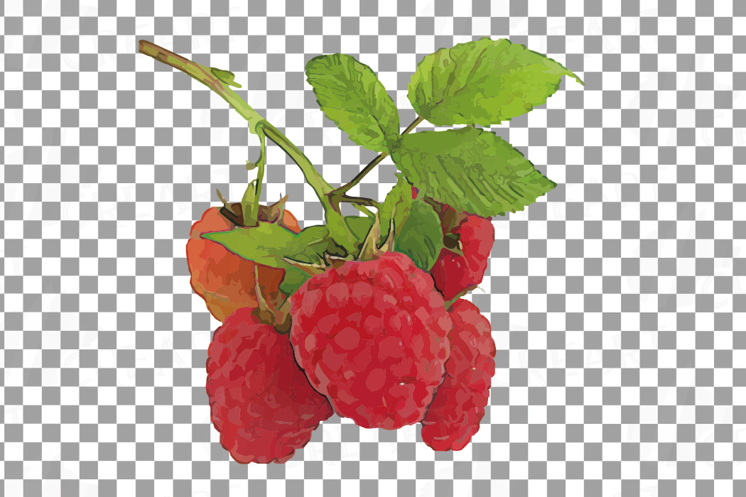 Watercolor Raspberry fruit, branch and leaves clip art pack (113703 ...