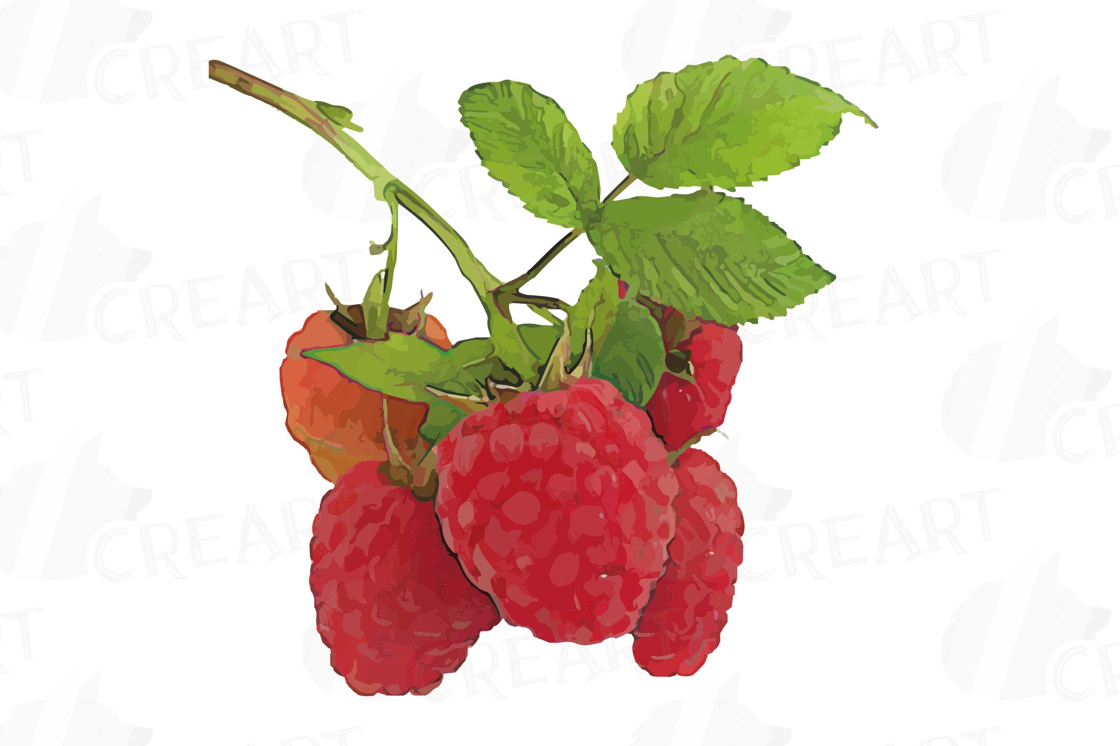 Watercolor Raspberry fruit, branch and leaves clip art pack (113703 ...