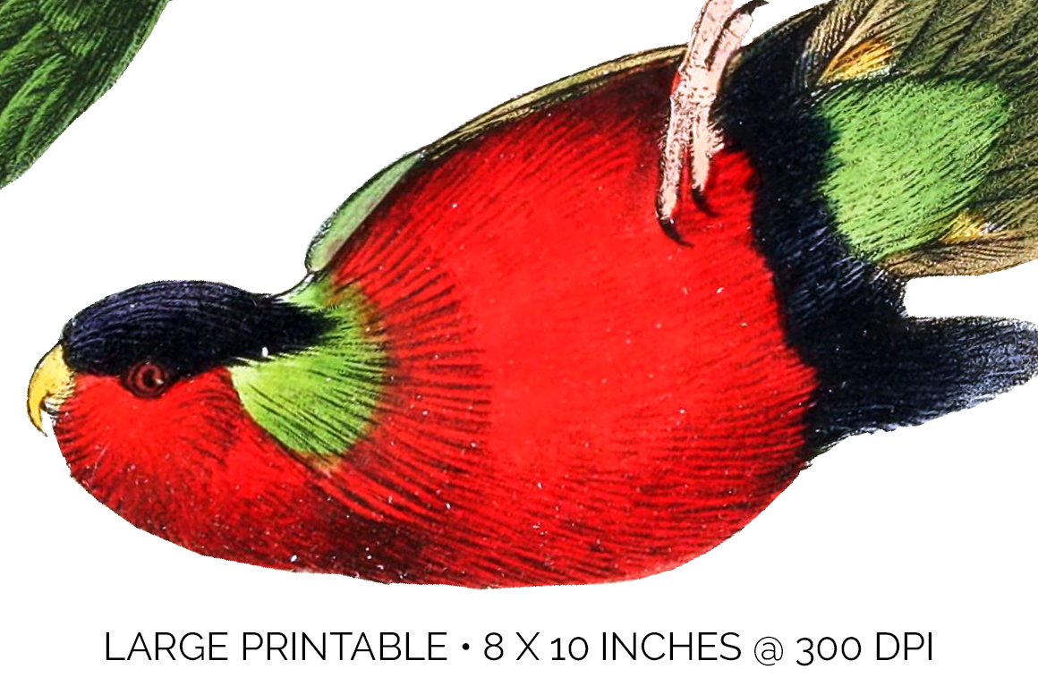 Parrot Collared Lories Parrot (119740) | Illustrations | Design Bundles