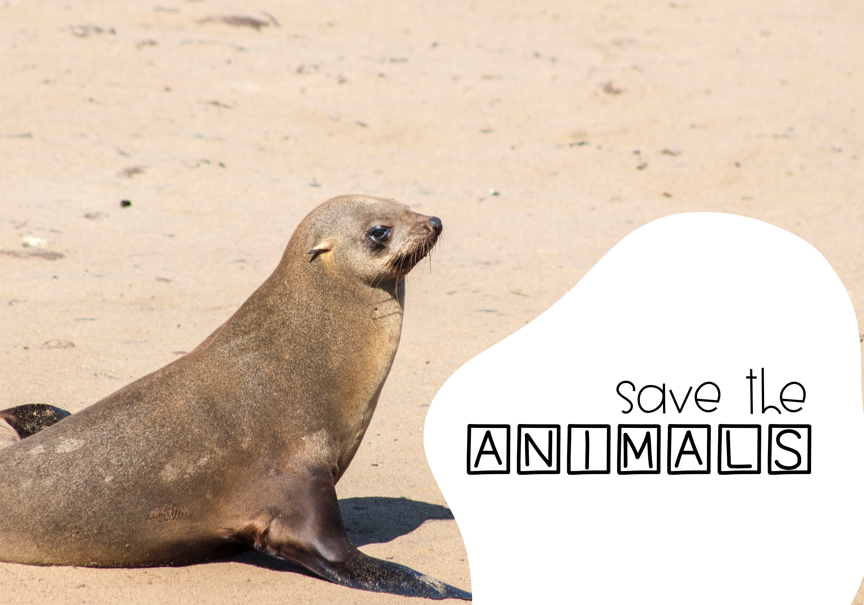 Safari - A Handwritten Box Font (129154) | Regular | Font Bundles