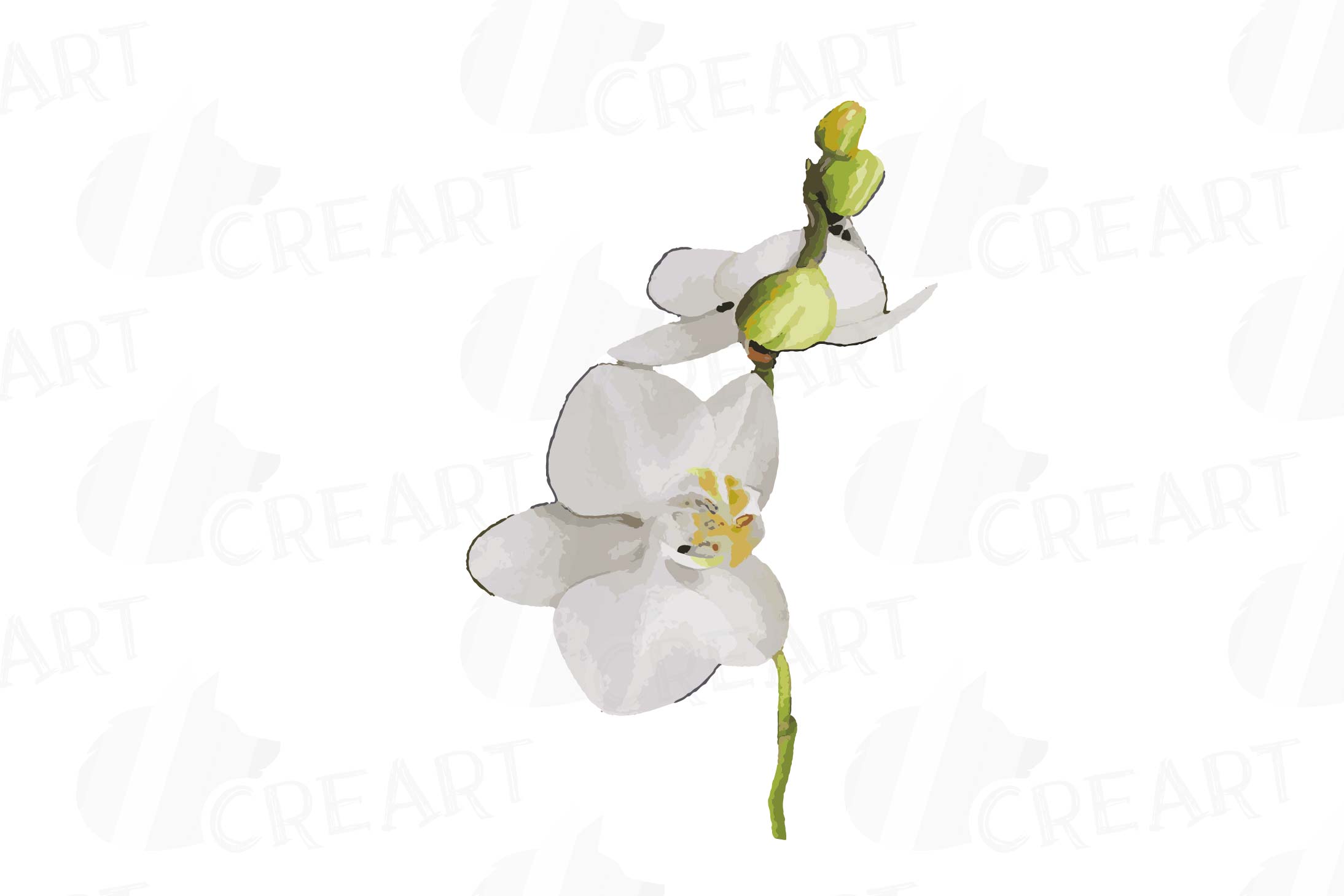 Watercolor white orchids clip art, Orchid leaves and flowers