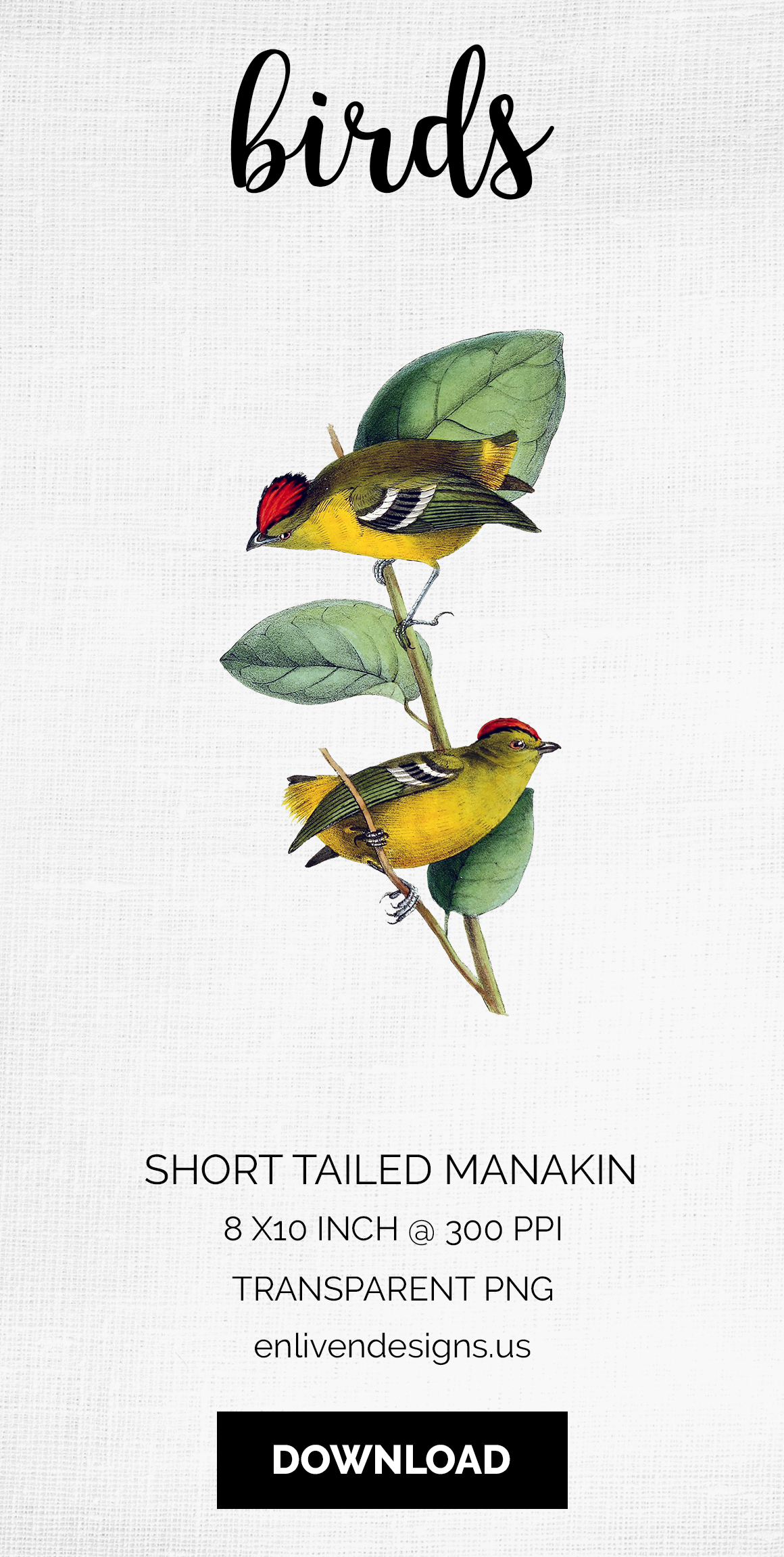 Bird Clipart Vintage Manakin (118495) | Illustrations | Design Bundles