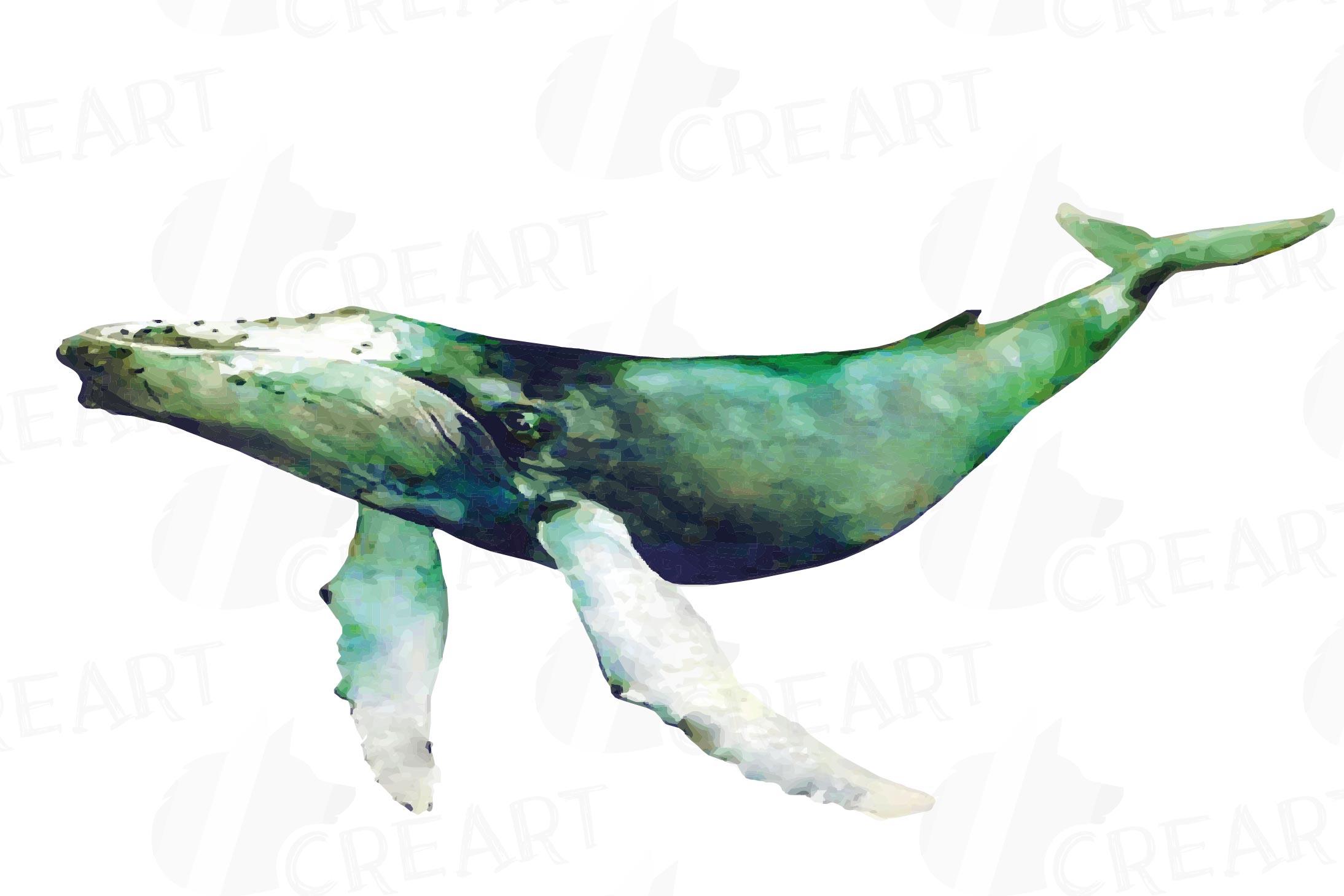 Watercolor humpback whale clip art pack, colorful whales