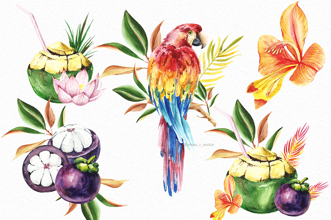 Tropical summer bird watercolor clipart illustration (135930 ...