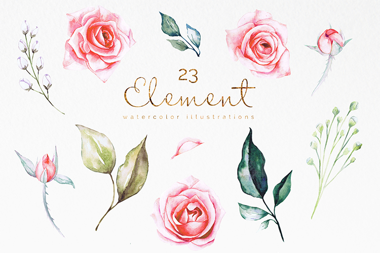 Pink Roses Watercolor Bundle (142561) | Illustrations | Design Bundles