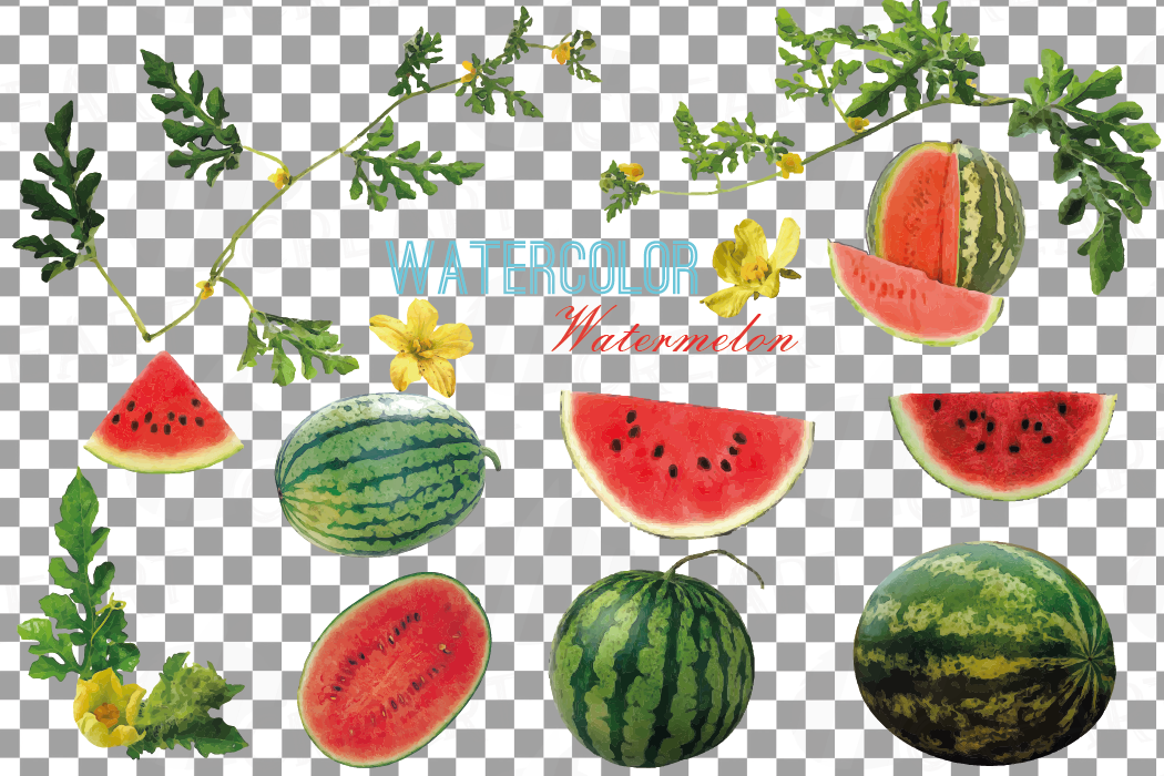 Watercolor watermelon clip art pack, watermelon plant&flower (112802 ...