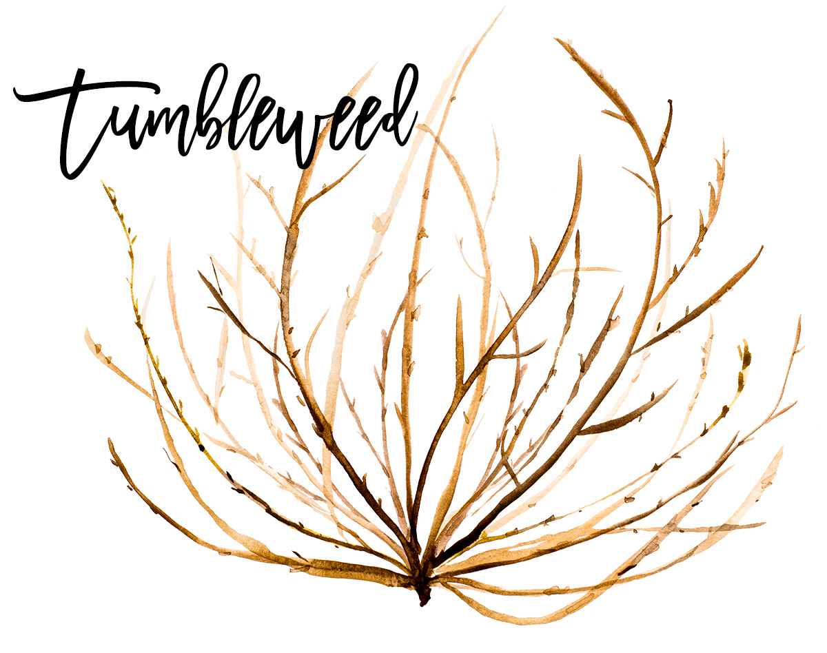 Twigs & Tumbleweeds 8 piece clip art Set natural watercolor