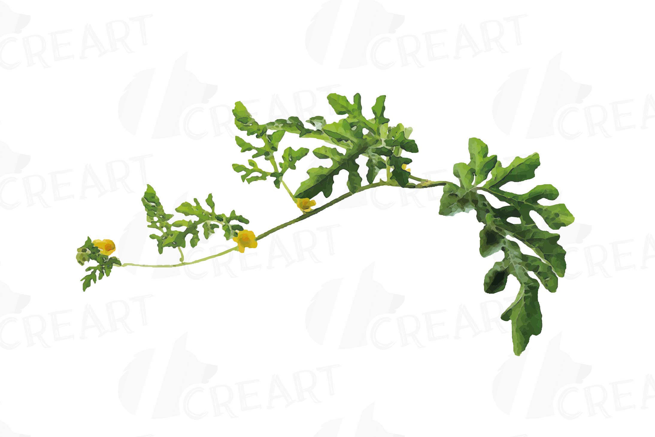 Watercolor watermelon clip art pack, watermelon plant&flower (112802 ...