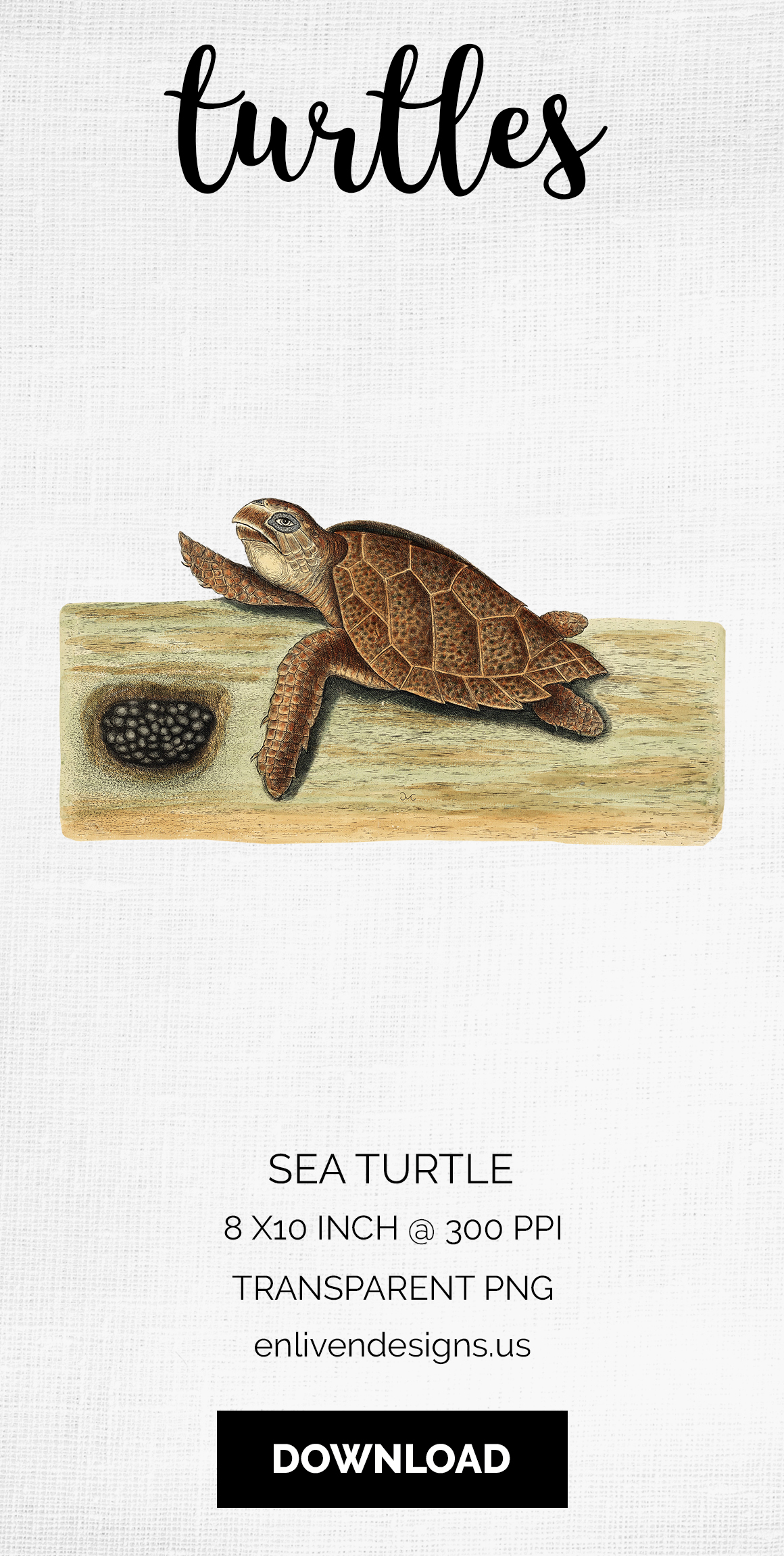 Turtle Clipart Vintage Sea Turtle (119039) | Illustrations | Design Bundles