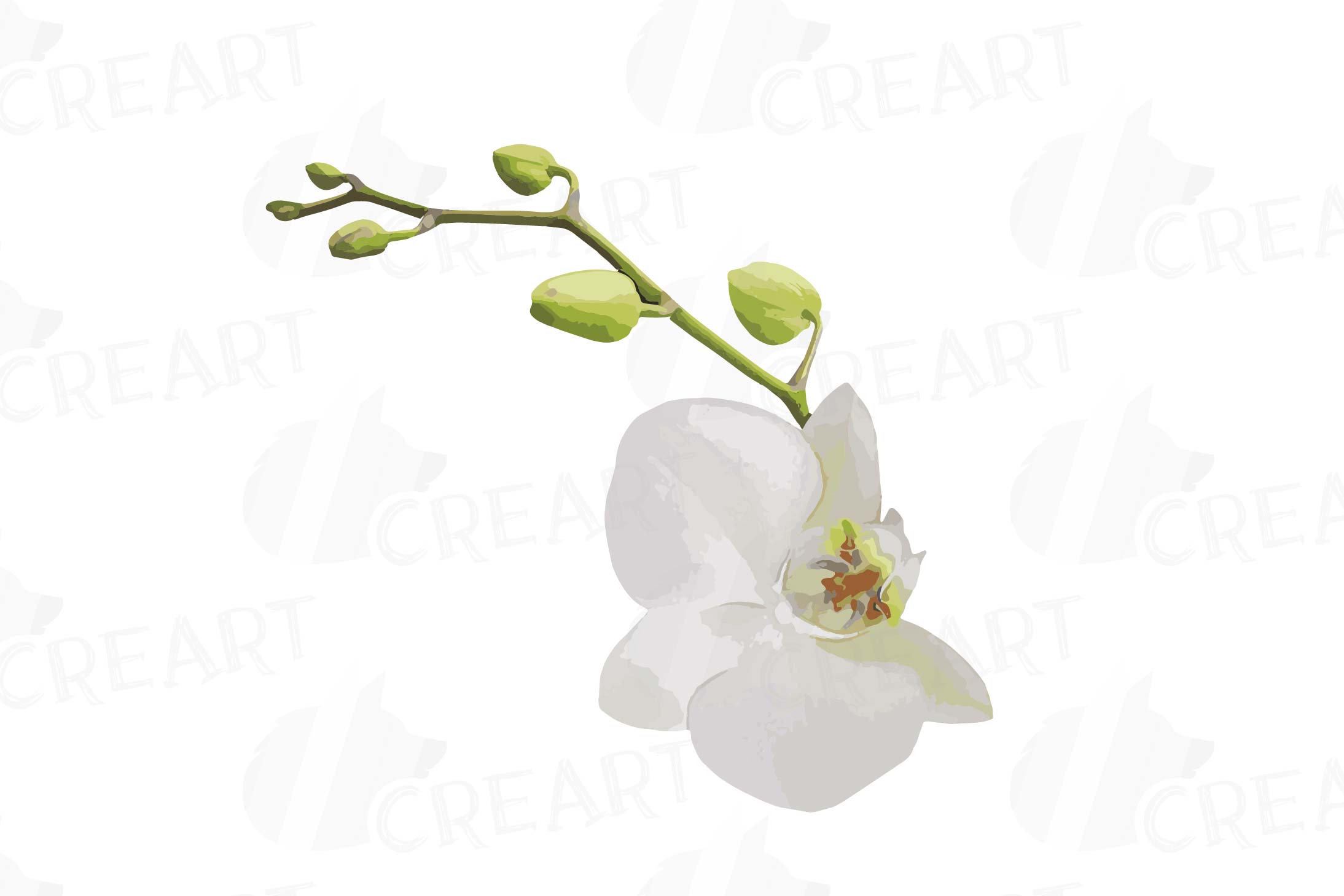 Watercolor white orchids clip art, Orchid leaves and flowers