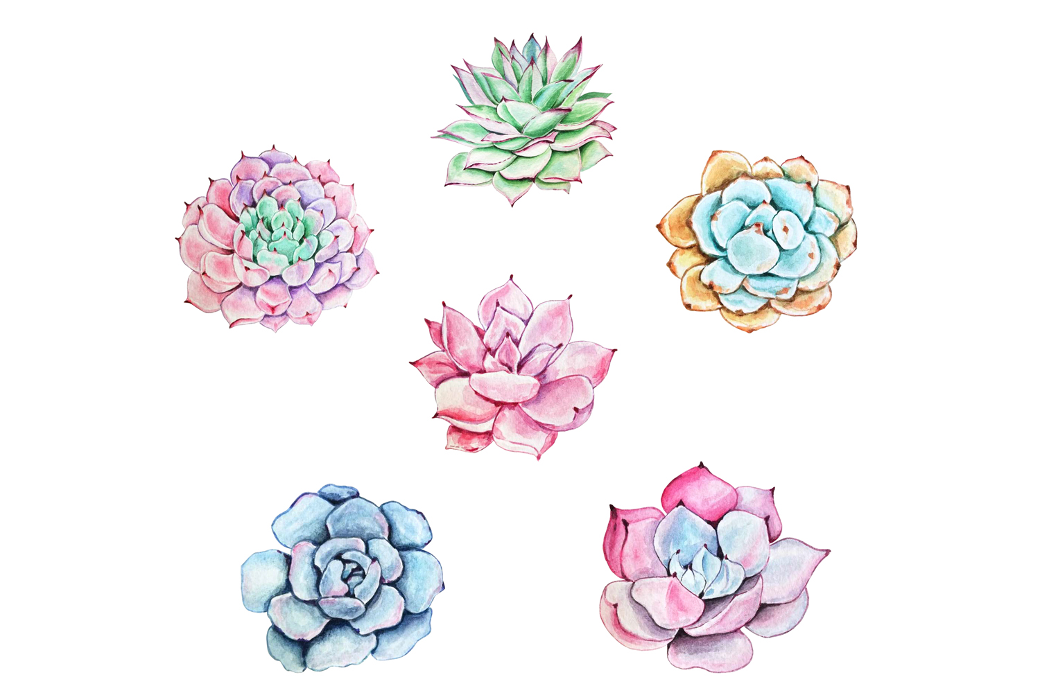 Succulent Watercolor Clipart